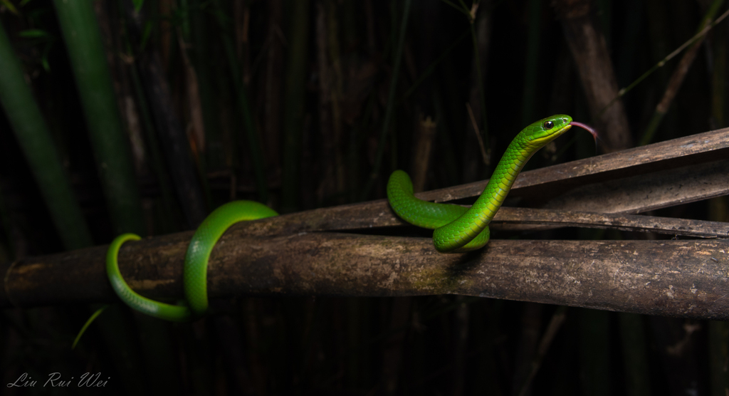 Chinese Green Snake in October 2024 by Liu Rui Wei. in-situ · iNaturalist