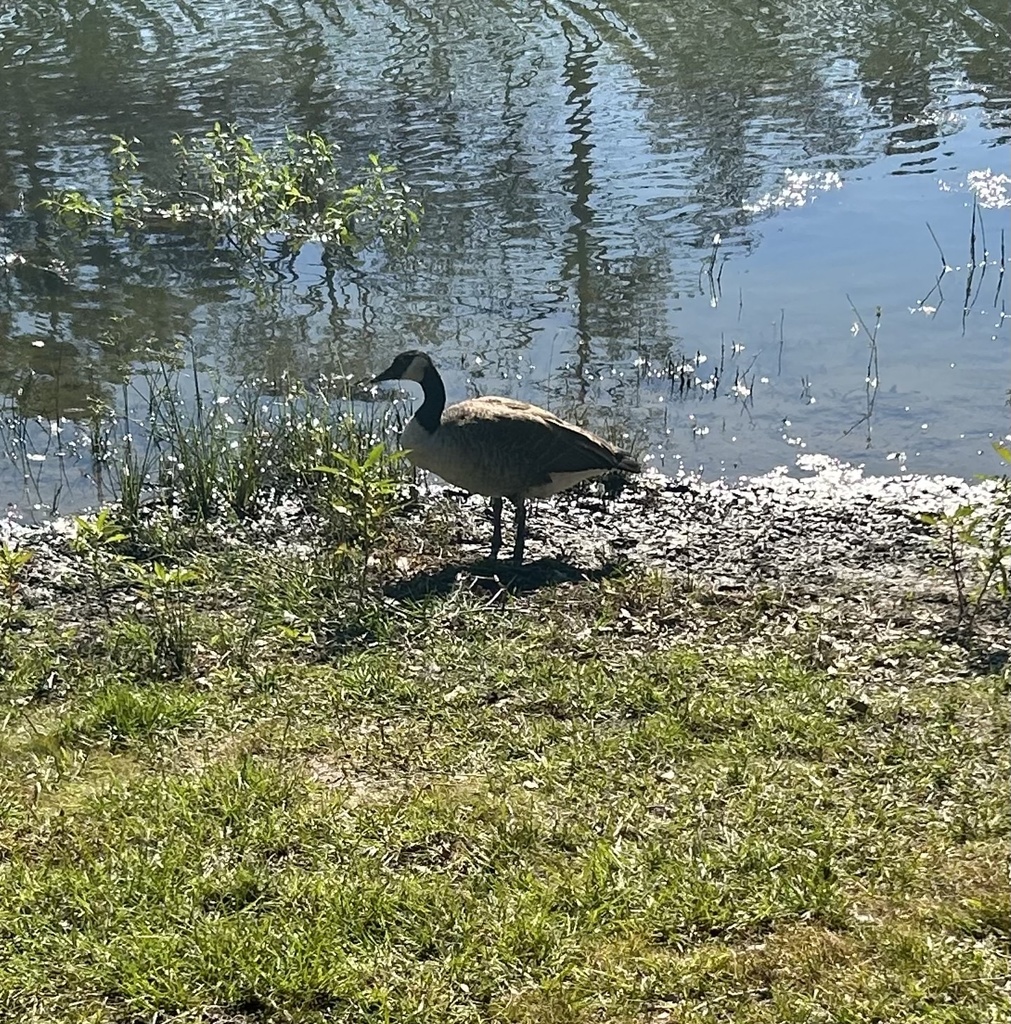 Canada Goose from Mahan Dr, Tallahassee, FL, US on October 18, 2024 at ...