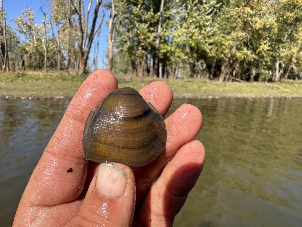Wabash Pigtoe from Mississippi River, Bagley, WI, US on October 18 ...