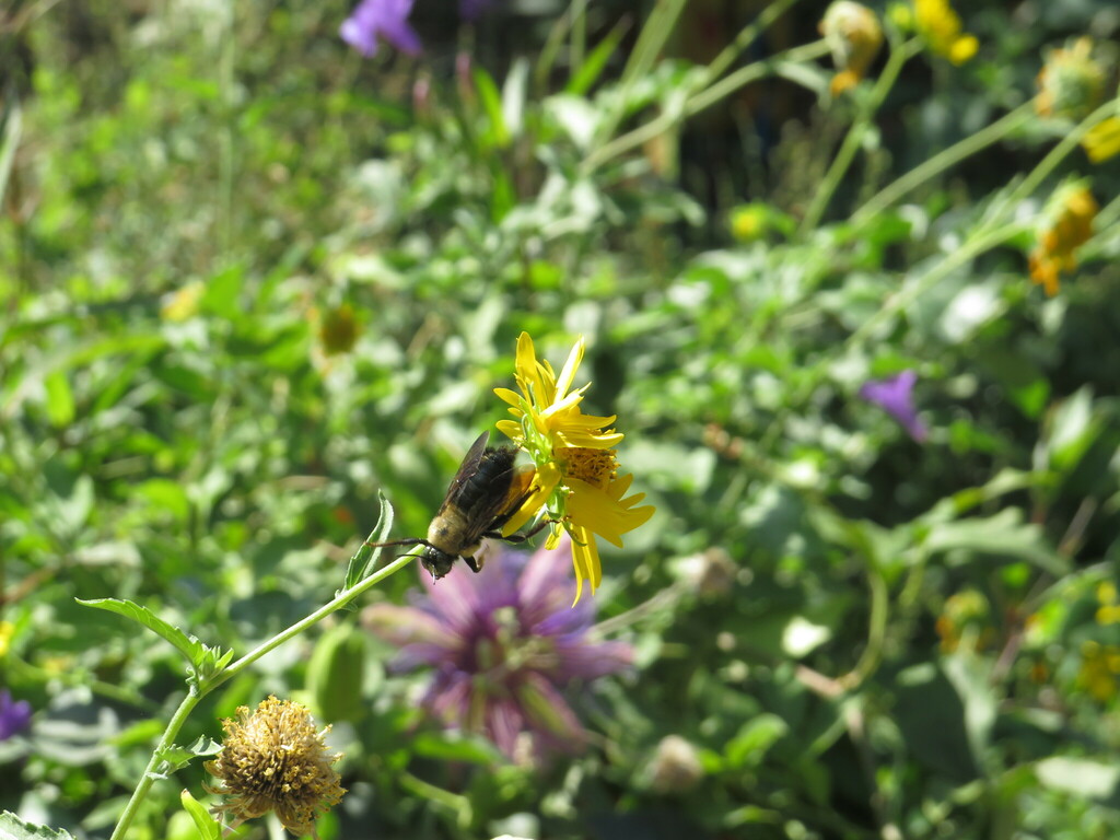 Large Carpenter Bees from North Arlington, Arlington, TX, USA on ...