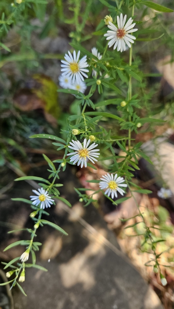 Small White Aster from Seale, AL 36875, USA on October 18, 2024 at 11: ...