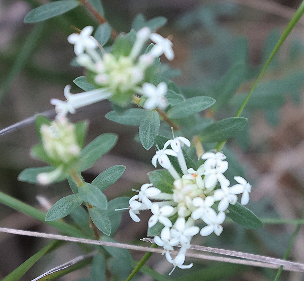 Common Rice-flower from Melbourne VIC, Australia on October 6, 2024 at ...