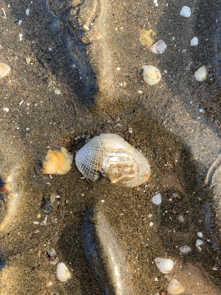 Bivalves from Sandgate QLD, Australia on October 19, 2024 at 06:12 AM ...