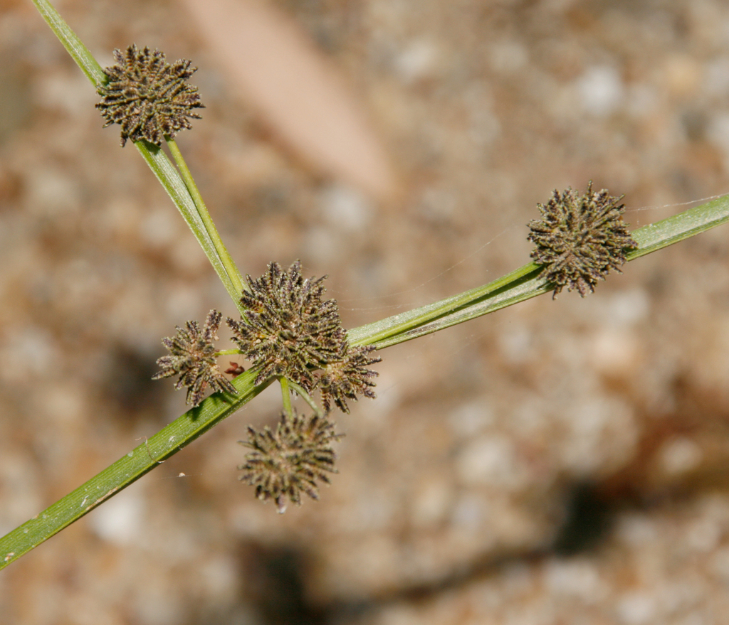 Variable Flatsedge from Byfield NP, Stockyard QLD, Australia on July 23 ...