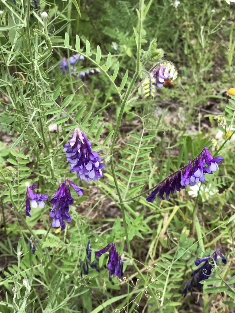 hairy vetch from 49855, Marquette, MI, US on July 9, 2017 at 04:07 PM ...
