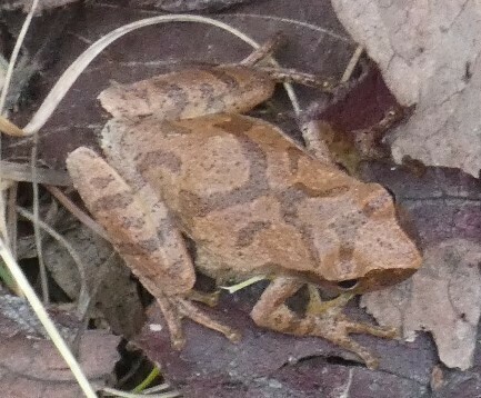 Spring Peeper from Jefferson County, MO, USA on October 12, 2024 at 10: ...