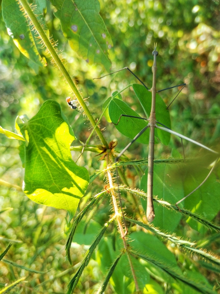 Insectos alados desde Piojo, Atlántico, Colombia el 18 de octubre de ...