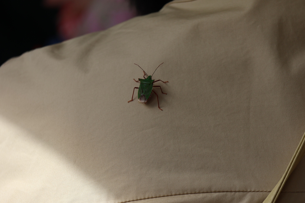 Japanese Stink Bug from Nagato, Toyama, 939-0000, Japan on October 4 ...