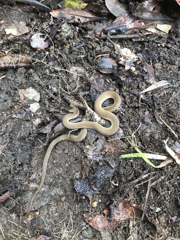 Boulenger's Odd-scaled Snake from 15 Plantation Road, The Peak, , HK on ...