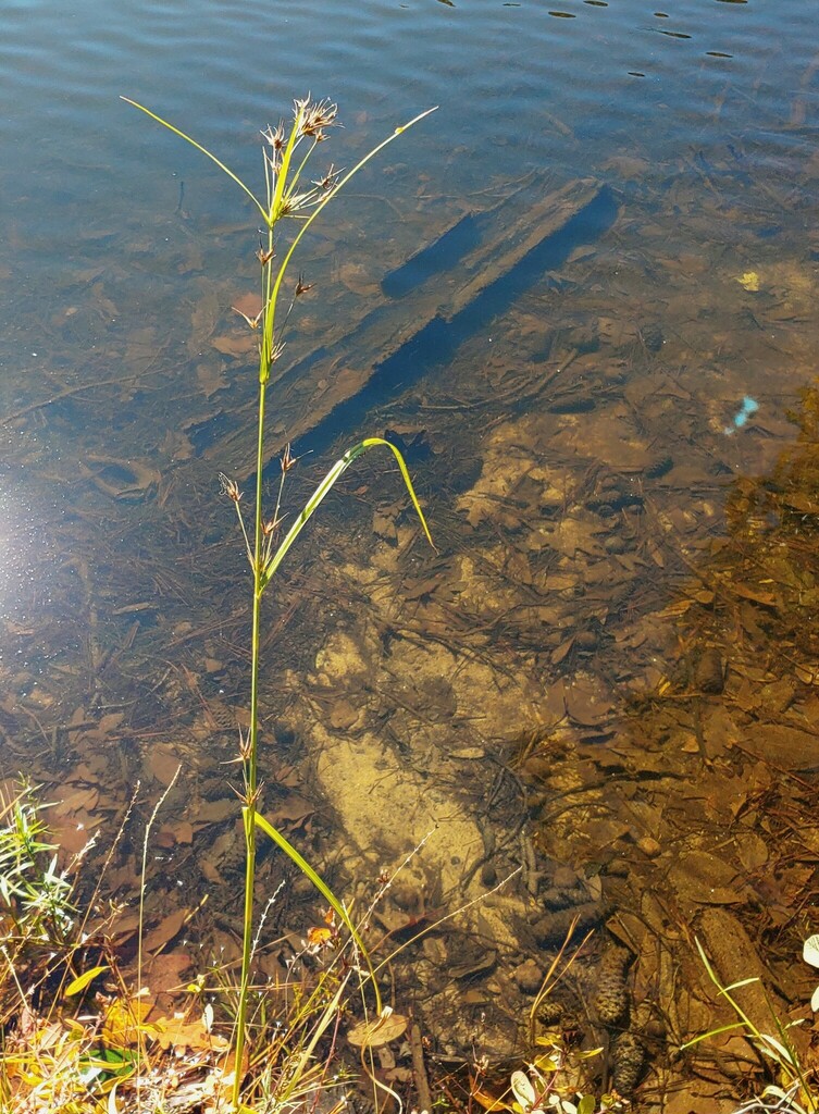 Tall Beakrush from Dekalb County, GA, USA on October 17, 2024 at 12:10 ...