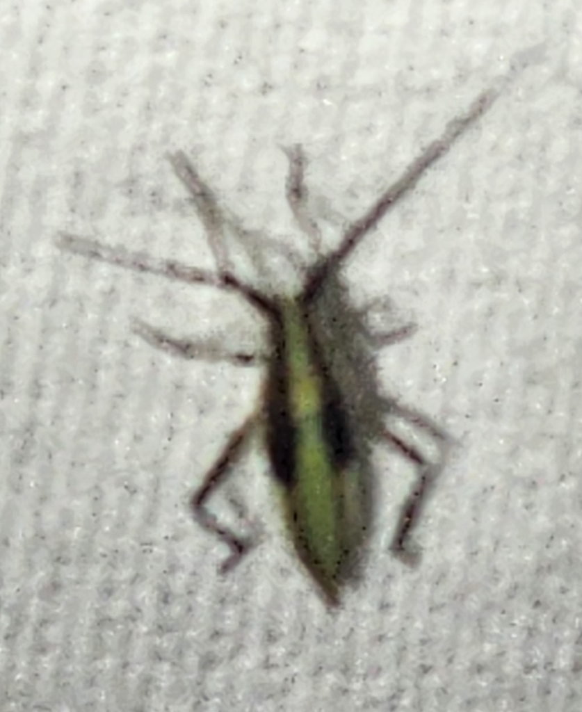Meadow Plant Bug from Laurel Run, PA, USA on October 18, 2024 at 07:40 ...