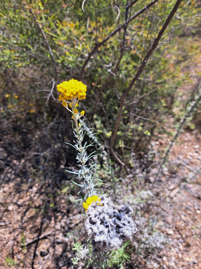 clustered everlasting from Junortoun VIC 3551, Australia on October 11 ...