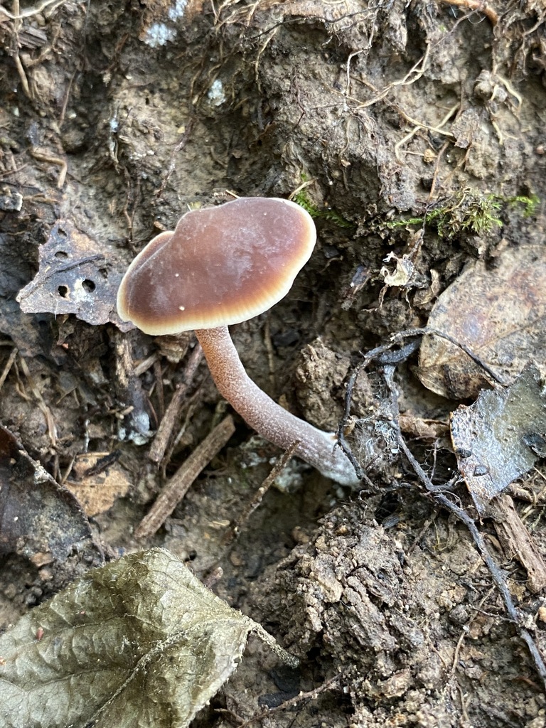 Cucumber Cap in September 2024 by Jim Oehmke. I think · iNaturalist