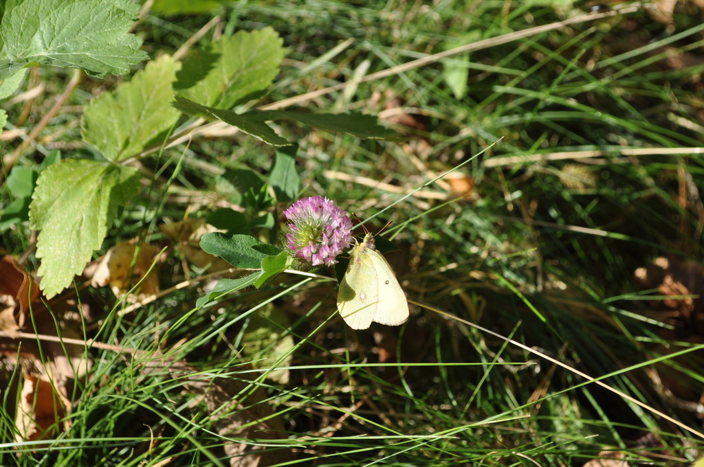 Clouded Sulphur from Winona, MN 55987, USA on October 18, 2024 at 03:53 ...
