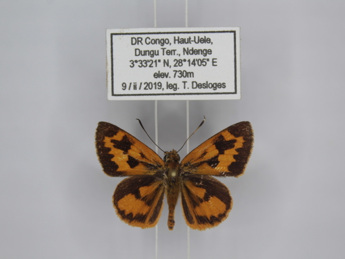 Murcia Pathfinder (Subspecies Pardaleodes incerta murcia) · iNaturalist