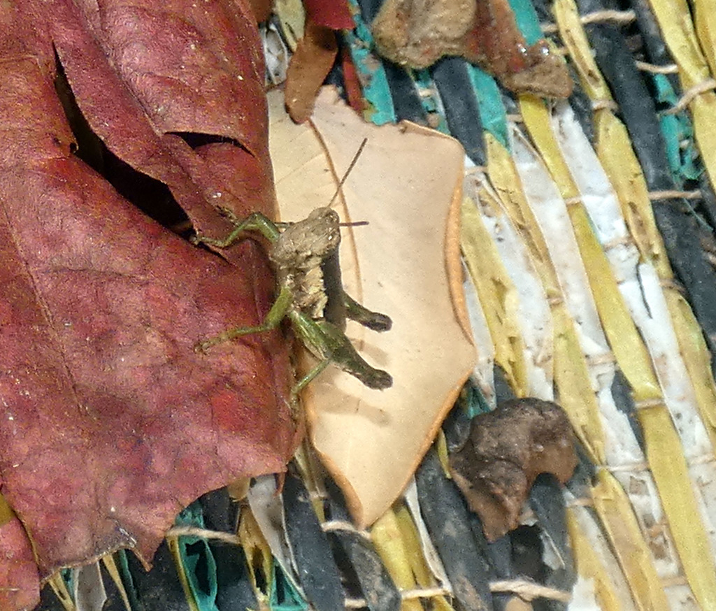 Short-winged Rice Grasshopper from Vientiane, Laos on October 19, 2024 ...
