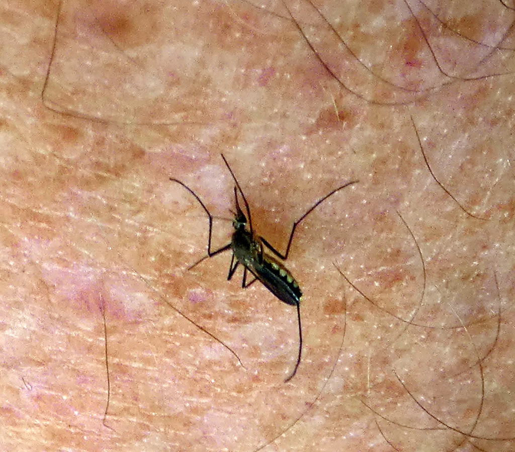 Aedini from Vientiane, Laos on October 19, 2024 at 06:45 AM by Louis ...