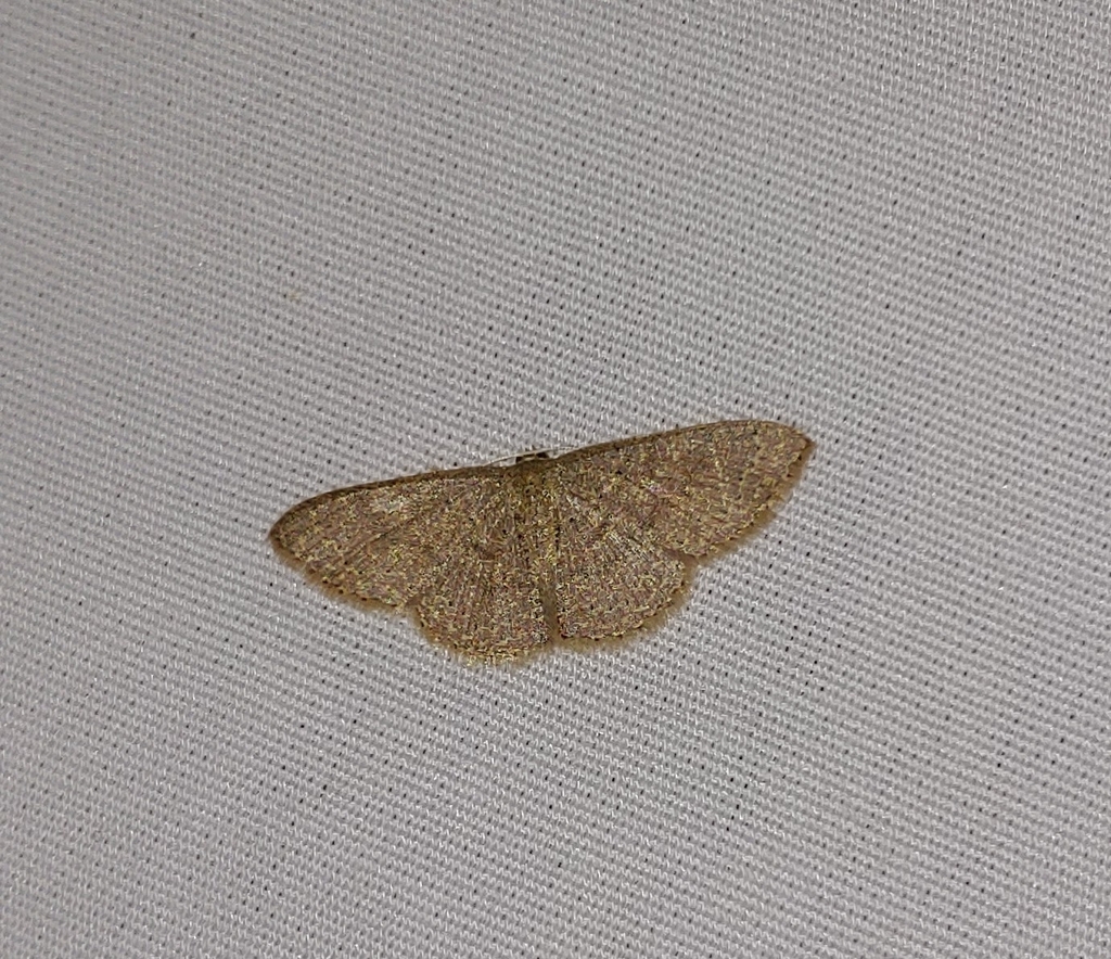 Common Tan Wave from Cedar Hill, TX, USA on October 18, 2024 at 08:44 ...