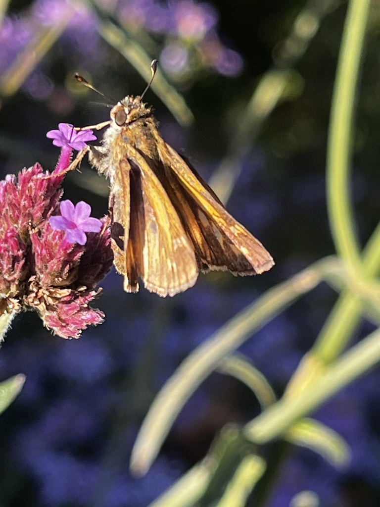 Huron Sachem in October 2024 by eyesofthetuz · iNaturalist