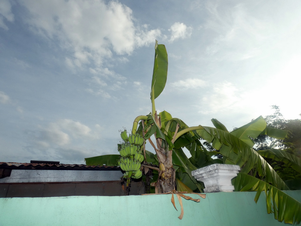 Plantain from Vientiane, Laos on October 19, 2024 at 07:14 AM by Louis ...