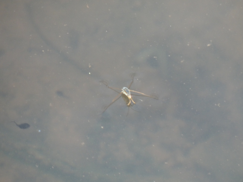 Gerrini from Vientiane, Laos on October 19, 2024 at 07:25 AM by Louis ...