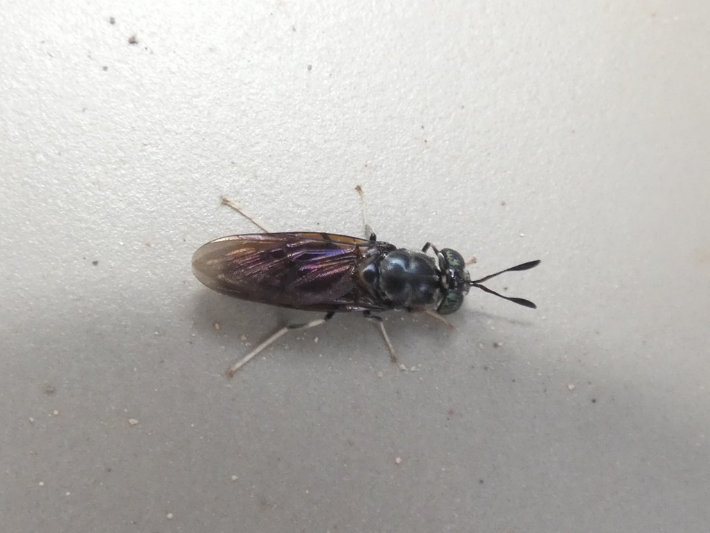 Black Soldier Fly from Vientiane, Laos on October 19, 2024 at 07:42 AM ...