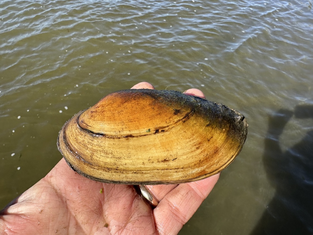 Canary Kingshell from Bagley, WI, US on October 18, 2024 at 12:02 PM by ...