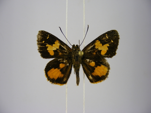 Pardaleodes pusiella · iNaturalist