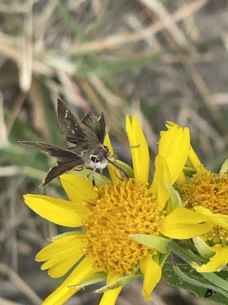 Eufala Skipper from Rolling Creek, Spring Branch, TX, US on October 18 ...