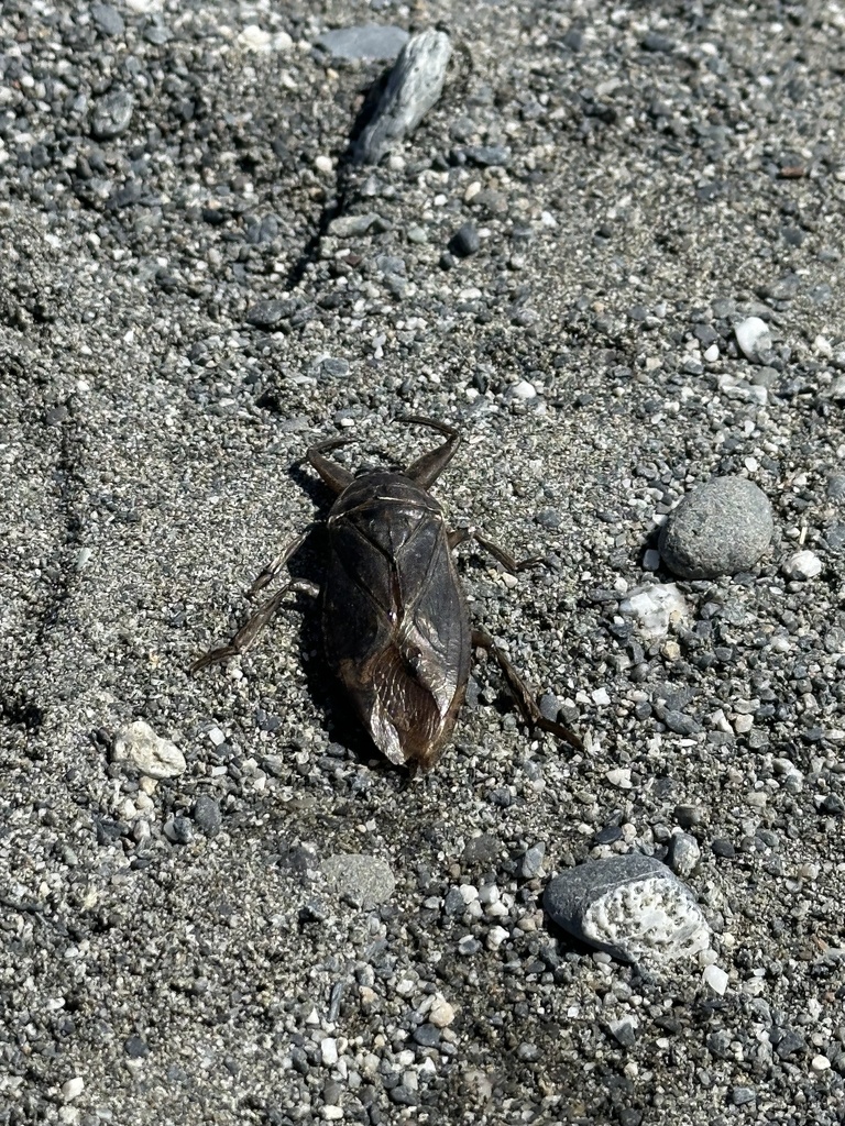 American Giant Water Bug from Redwood Creek, Trinidad, CA, US on August ...