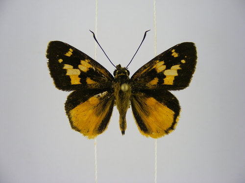 Subspecies Pardaleodes tibullus tibullus · iNaturalist