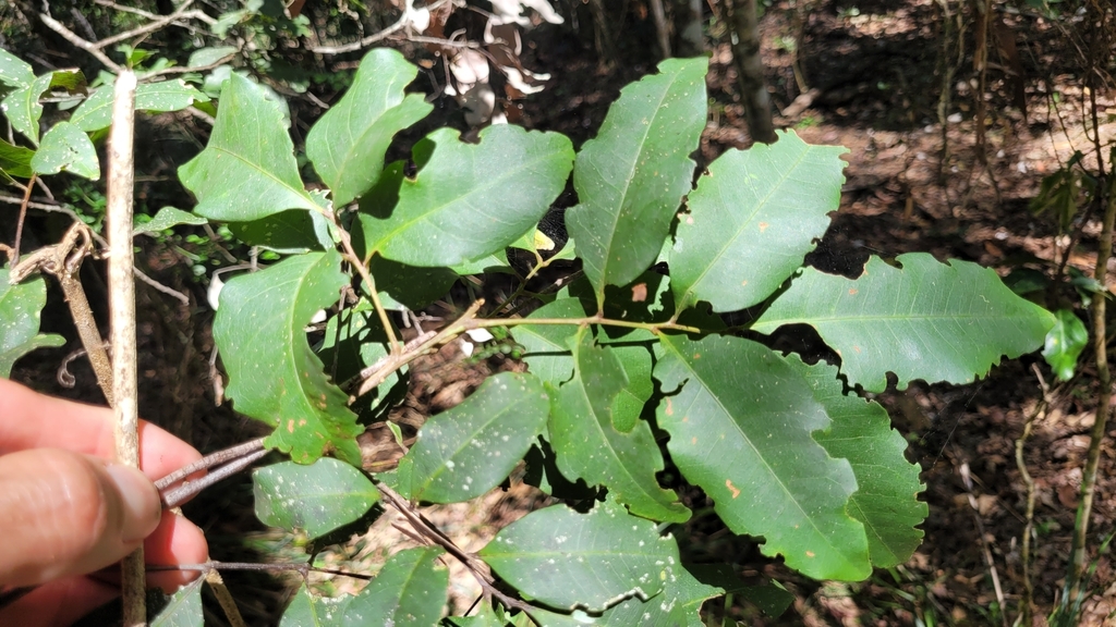 Alectryon reticulatus from Wolvi QLD 4570, Australia on October 18 ...