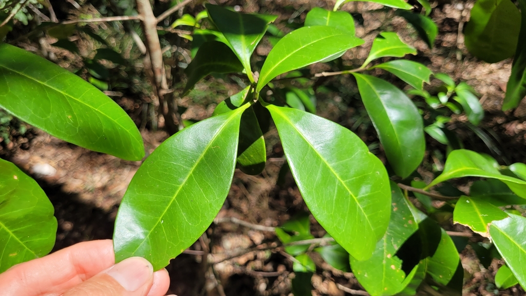 Fontainea rostrata from Wolvi QLD 4570, Australia on October 18, 2024 ...