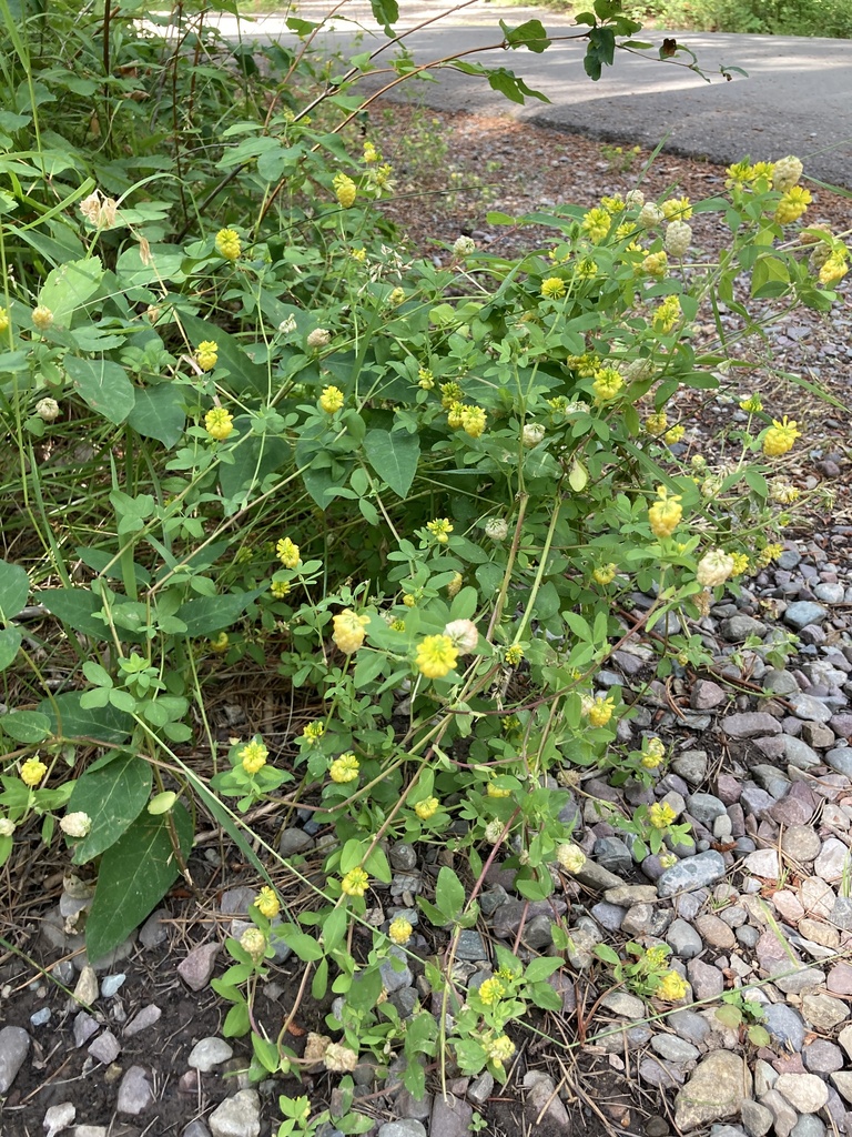 large hop clover from Flathead County, MT, USA on July 31, 2024 at 04: ...