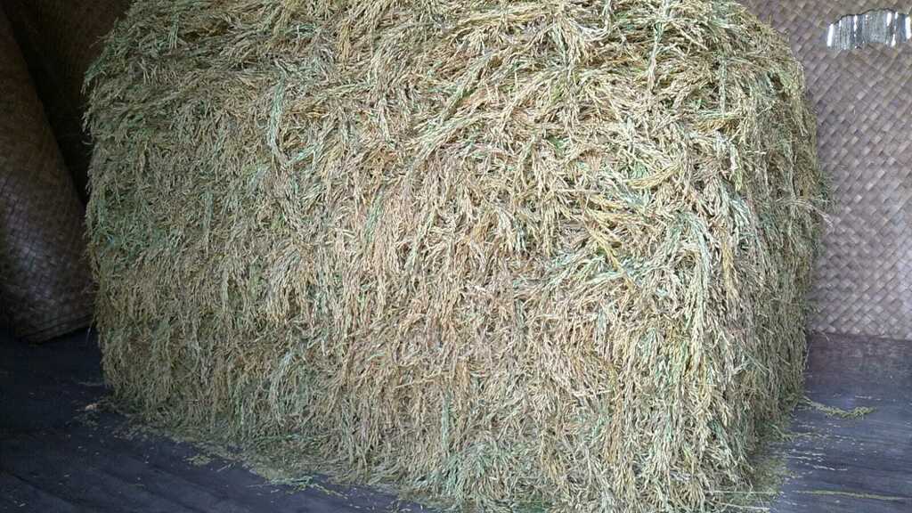 Something from Melawi Regency, West Kalimantan, Indonesia on October 19 ...