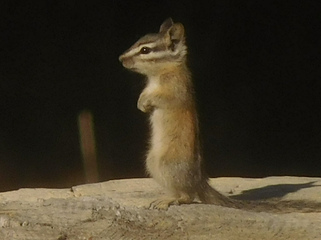 Yellow-pine Chipmunk from Douglas County, NV, USA on October 9, 2024 at ...
