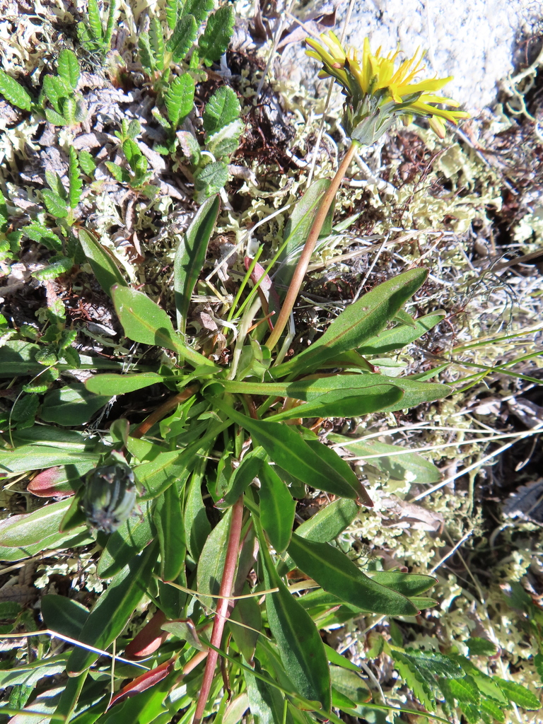 horned dandelion from Yukon, Canada on July 6, 2024 at 12:52 PM by Ryan ...
