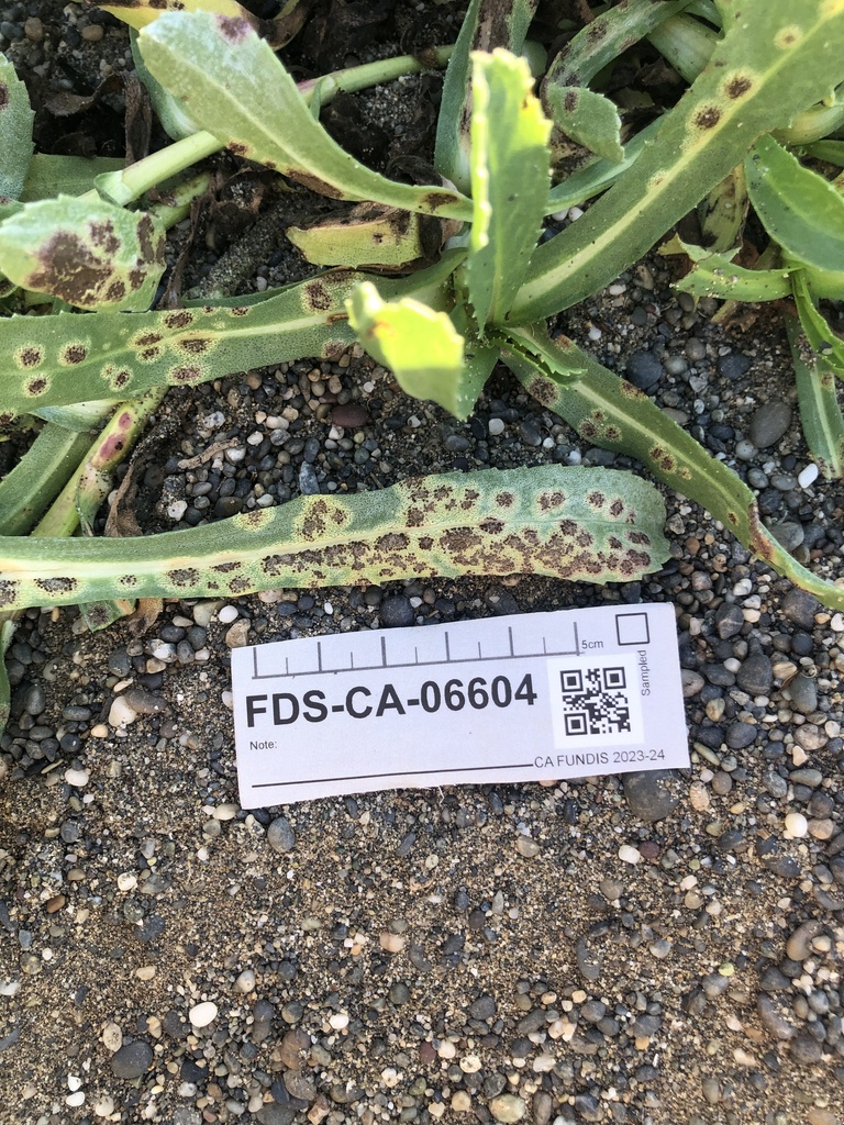 Puccinia grindeliae from Big Lagoon, Trinidad, CA, US on October 18 ...