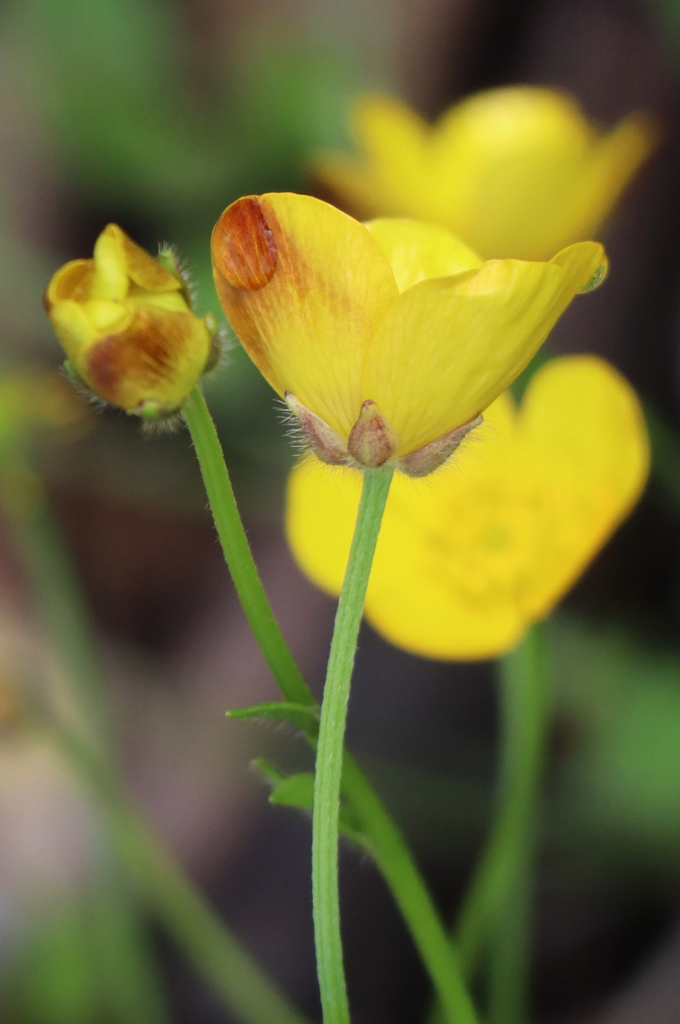 Thick-fruit Buttercup from Kersbrook SA 5231, Australia on October 18 ...