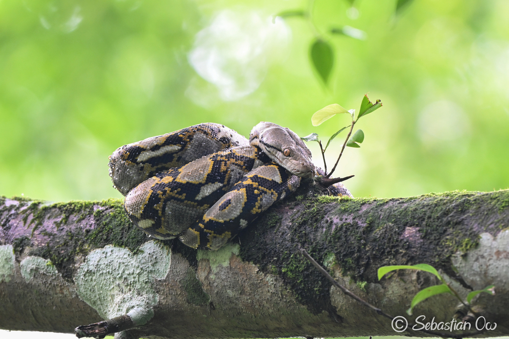 Reticulated Python from 30 Venus Dr, Windsor Nature Park, Singapore ...