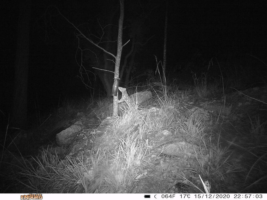 Spotted-tailed Quoll (Southern Subspecies) from Applethorpe QLD 4378 ...