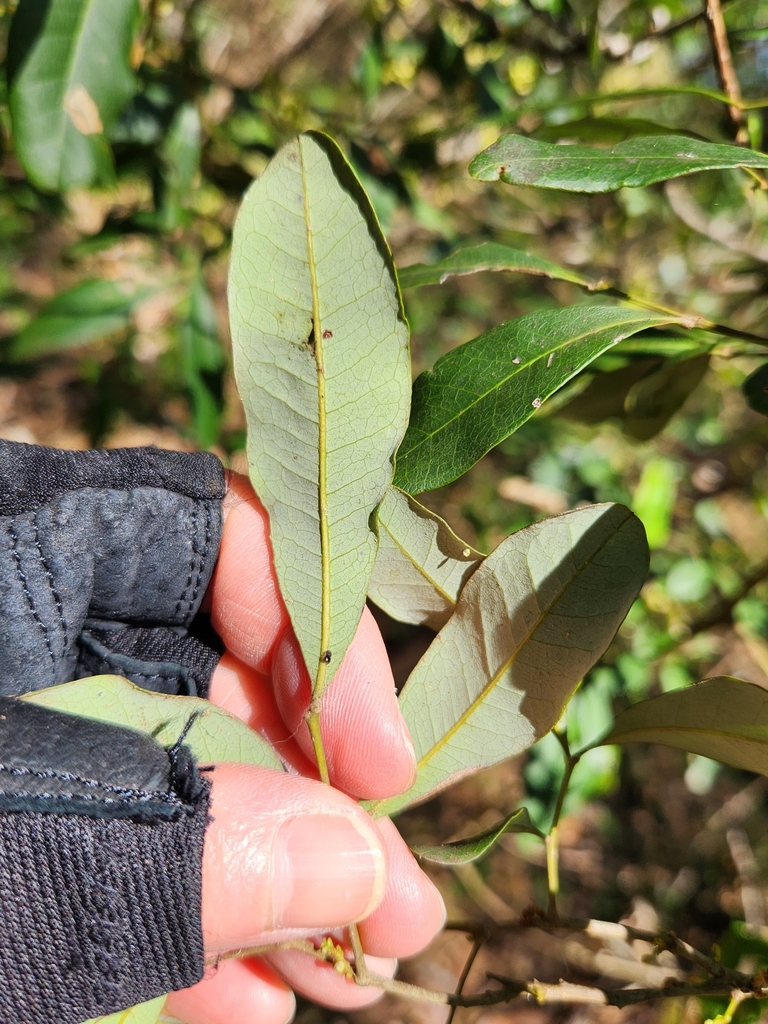 Guioa from Rosemount QLD 4560, Australia on October 18, 2024 at 09:41 ...