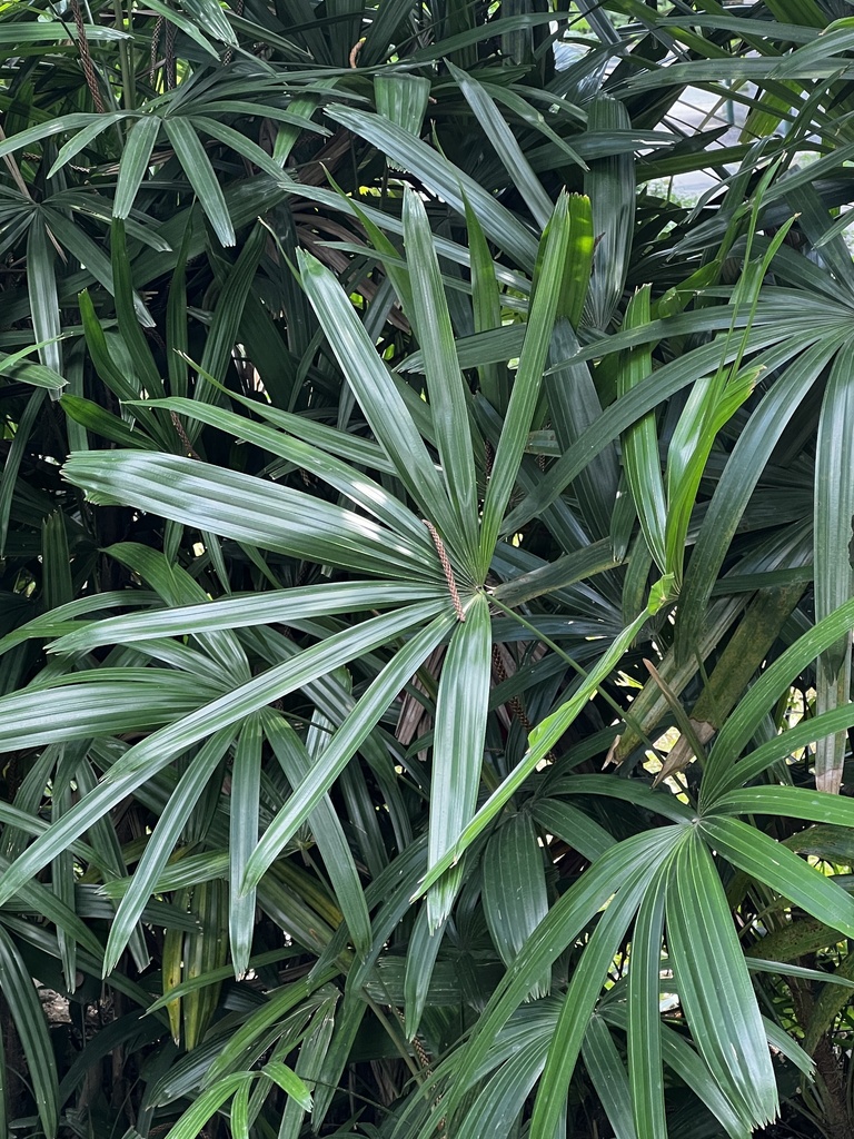 Little Lady Palm from Kam Tsin Rd, Kwu Tung, New Territories, HK on ...