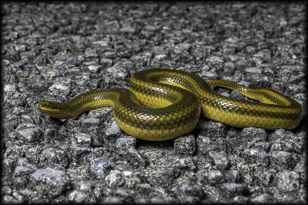 Striped Swampsnake (Florida Wildlife) · iNaturalist