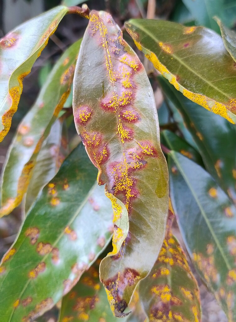 Myrtle Rust from Gold Coast QLD, Australia on October 19, 2024 at 07:35 ...