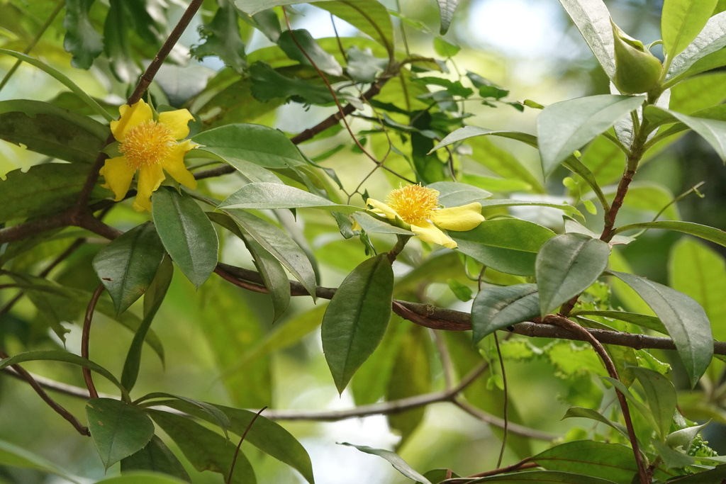 Climbing Guinea flower from Kuranda QLD 4881, Australia on October 19, 2024 at 09:09 AM by ...