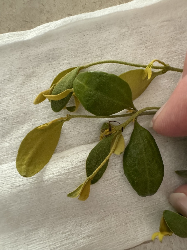 golden mistletoe from Bradman Ave, Maroochydore, QLD, AU on October 19 ...