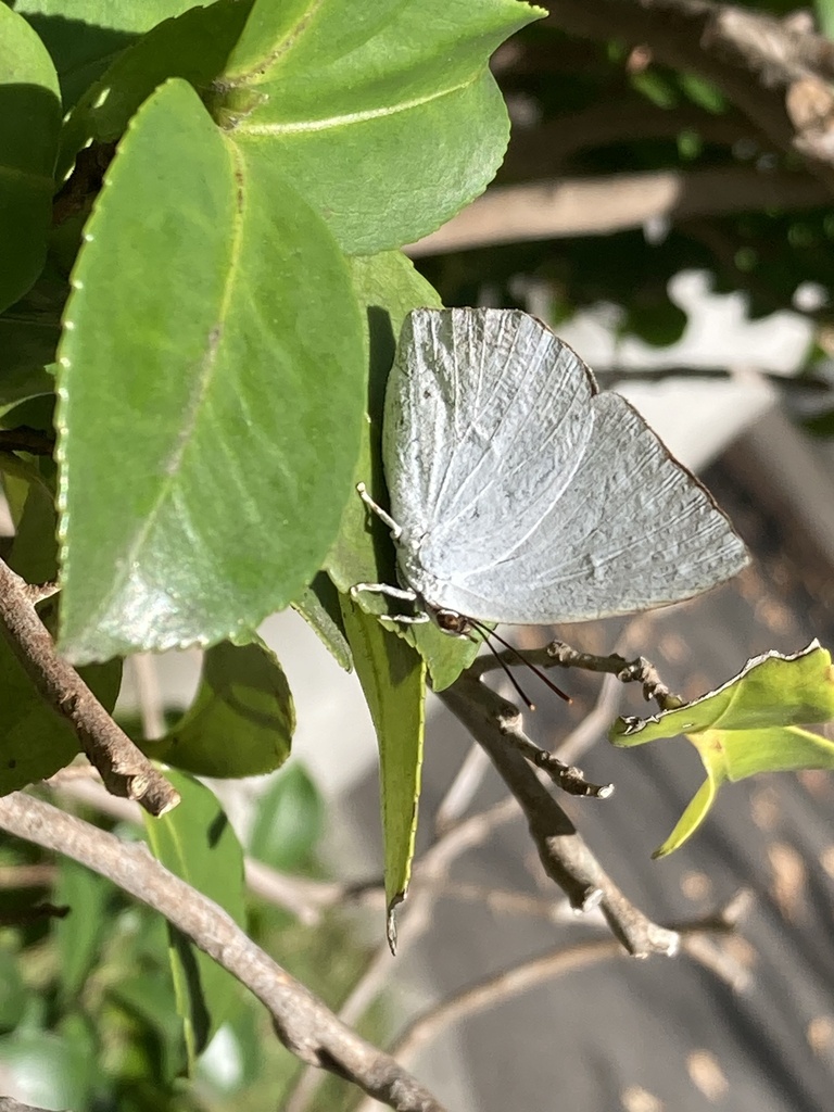 Curetis acuta paracuta from 本州, 多摩市, 東京都, JP on October 19, 2024 at 12: ...