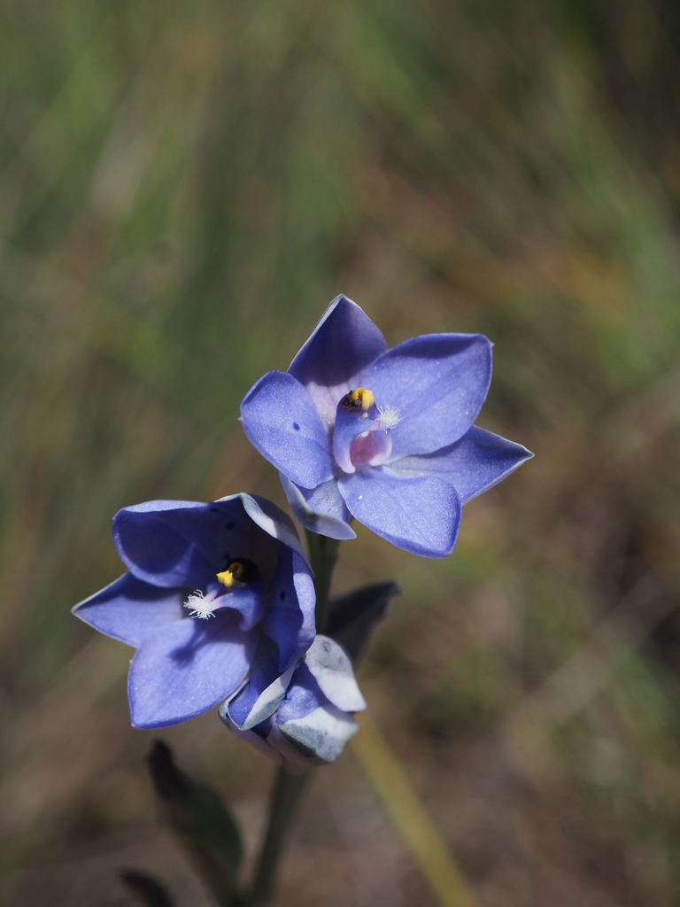 spotted sun-orchid from Anglesea VIC 3230, Australia on October 14 ...