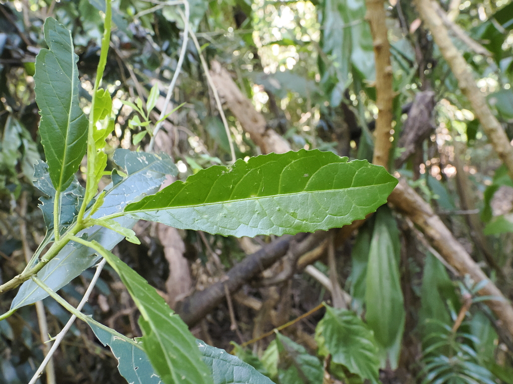 Claoxylon australe from Beaudesert - Pt B, Queensland, Australia on ...